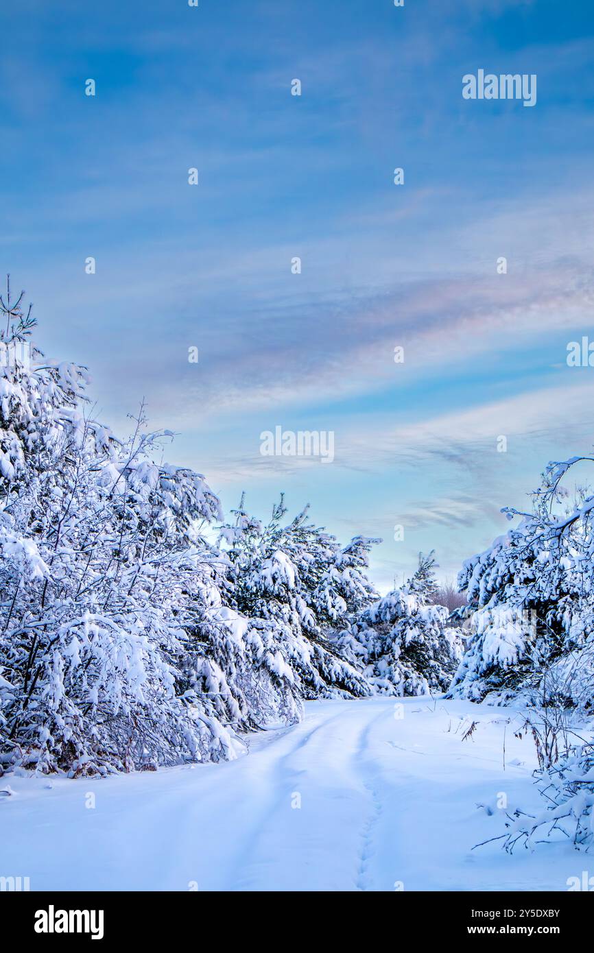 Sunrise through pine trees snow hi-res stock photography and images - Alamy