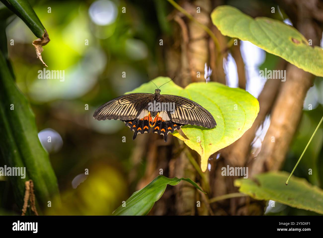 Beautiful colorful butterfly insect in the jungle rainforest Stock ...