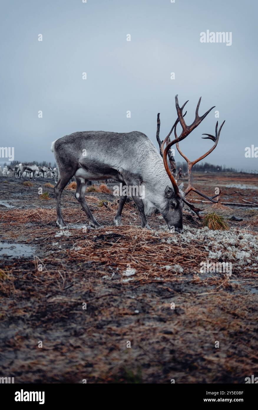 Reindeer in the arctic circle eating lichen off the ground in Tromso ...