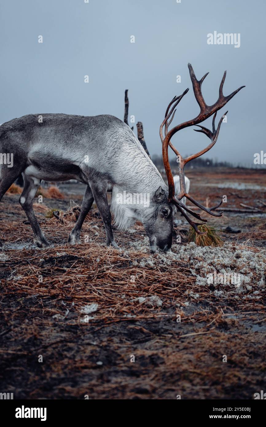 Reindeer with big antlers eating lichen in the arctic outside Tromso ...