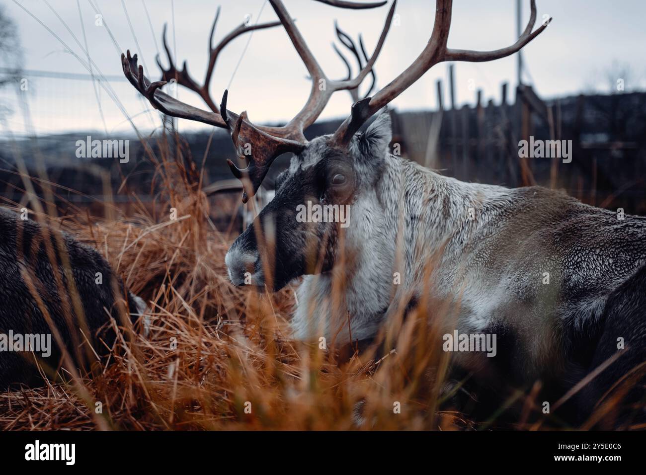 Reindeer with big antlers laying down in grass near Tromso, Norway in ...