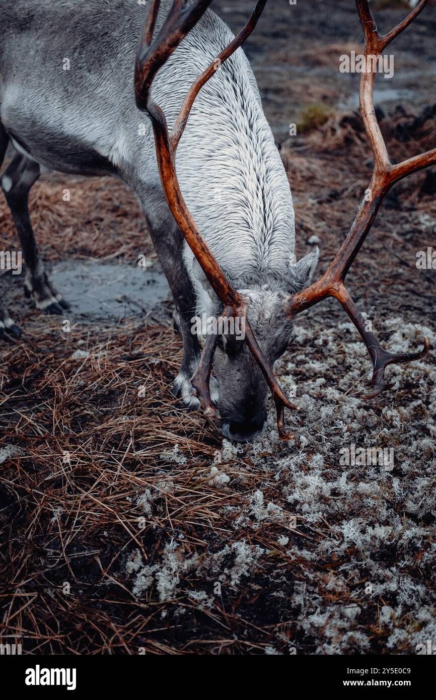 Reindeer with big antlers eating lichen in the arctic near Tromso ...