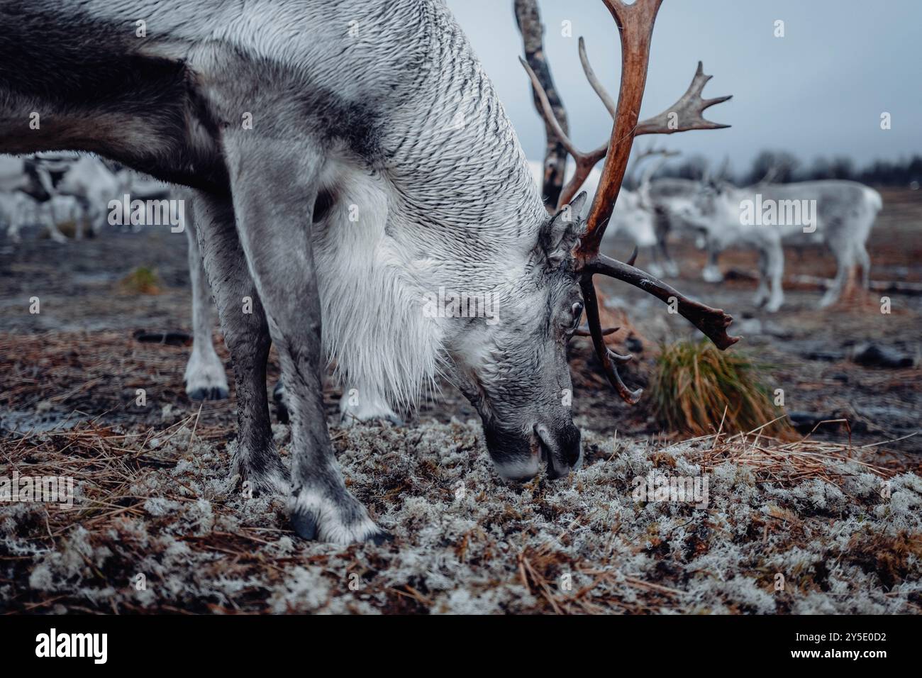 Big grey reindeer eating lichen off muddy arctic ground near Tromso ...