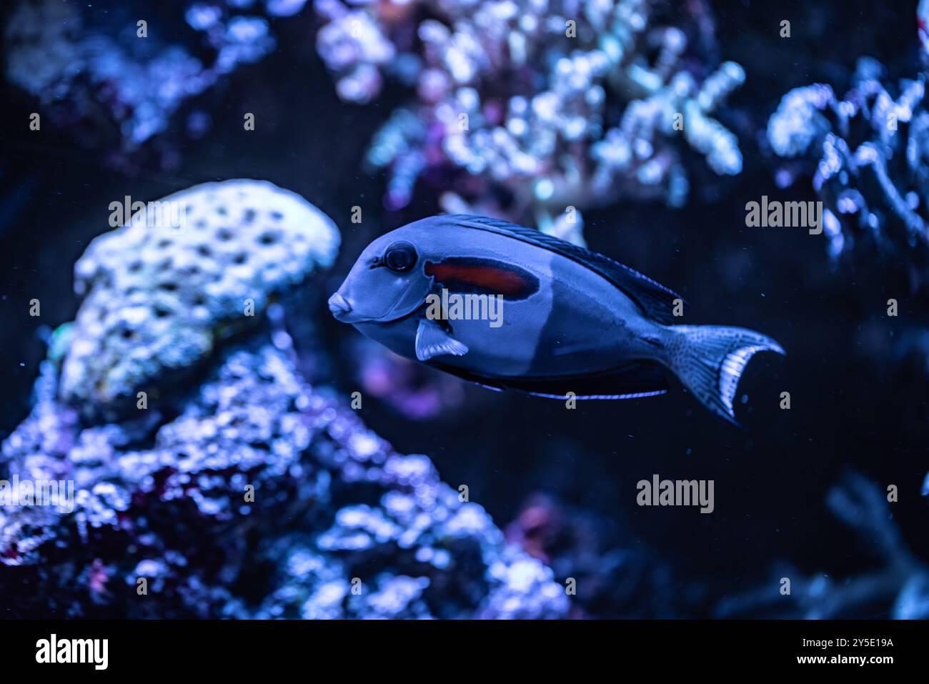 Small fish in an aquarium in captivity Stock Photo - Alamy