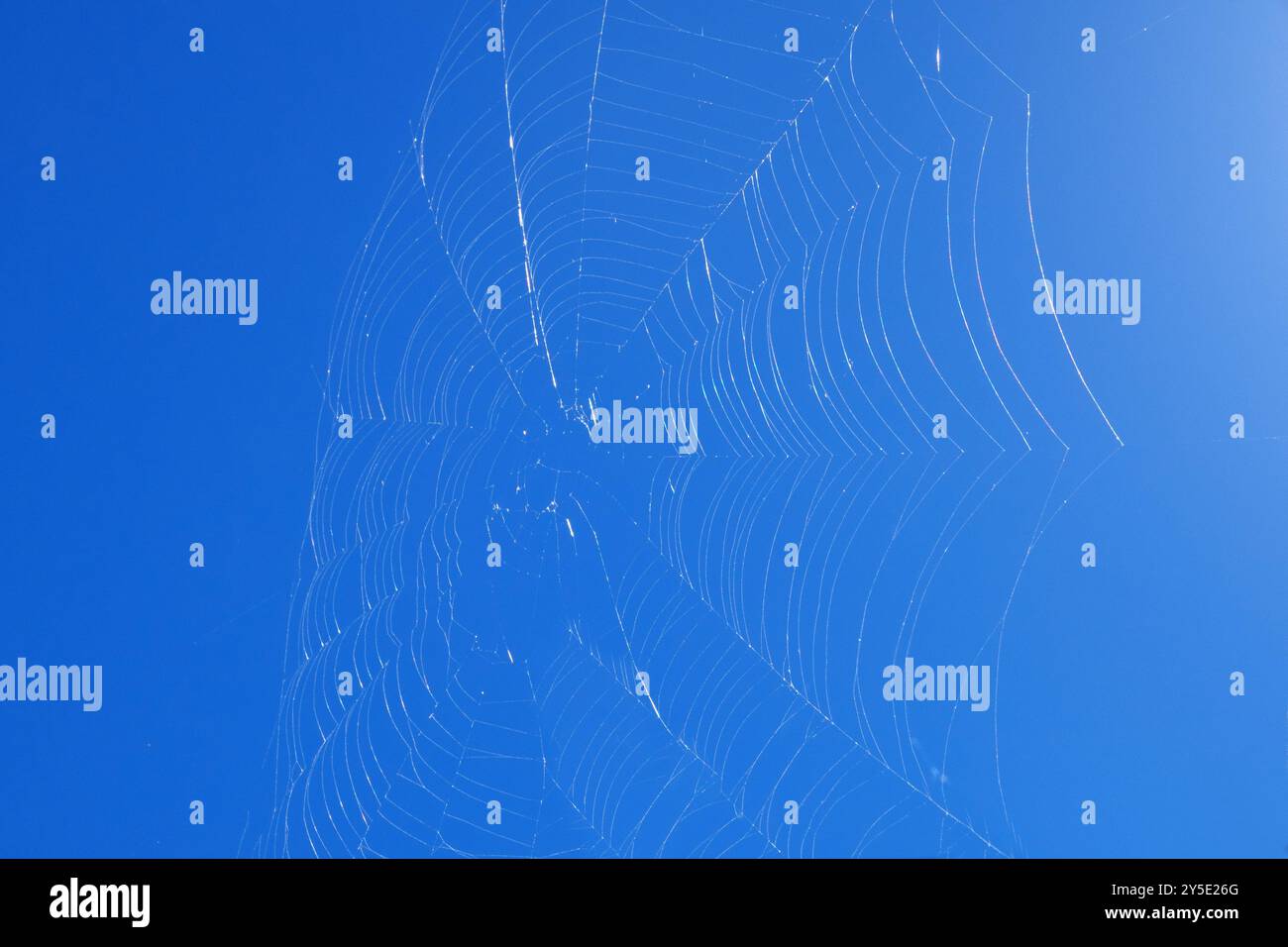the web of a garden spider (Araneus diadematus) backlit, blue sky and ...
