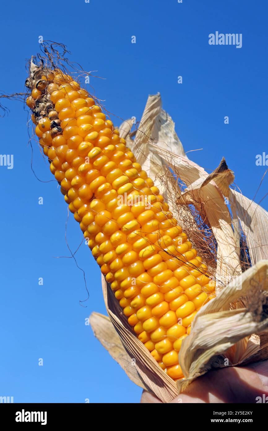 Erntefrische Maiskolben Ein goldgelber Maiskolben frisch nach der ... Erntefrische Maiskolben Ein goldgelber Maiskolben frisch nach der ...