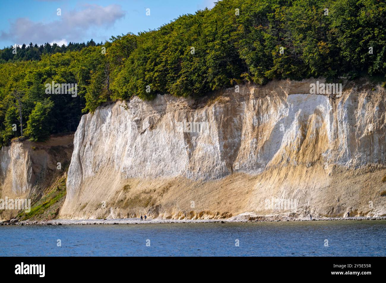 The chalk cliffs of Rügen, cliffs of the Stubbenkammer, in the Jasmund ...