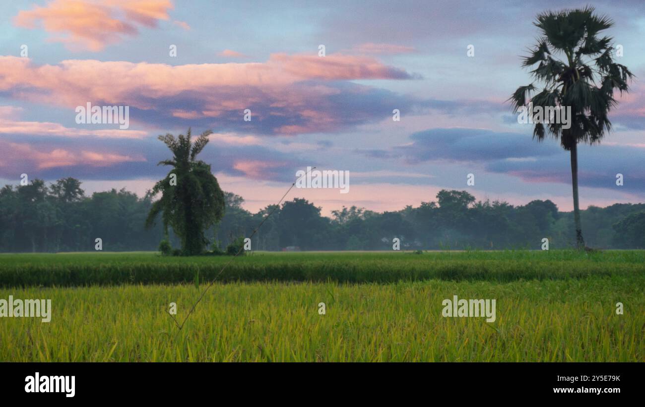 Beyond the blue sky are green paddy fields. The village of Bangladesh ...