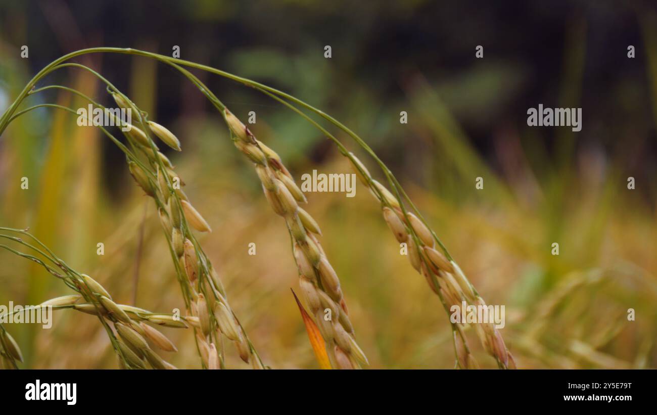 Golden rice fields. Closeup photo of ripe rice. Improved rice. Vast ...