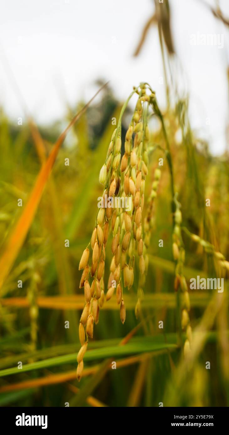 Golden rice fields. Closeup photo of ripe rice. Improved rice. Vast ...