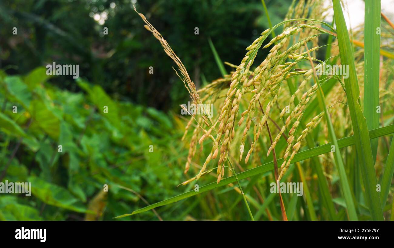 Golden rice fields. Closeup photo of ripe rice. Improved rice. Vast ...