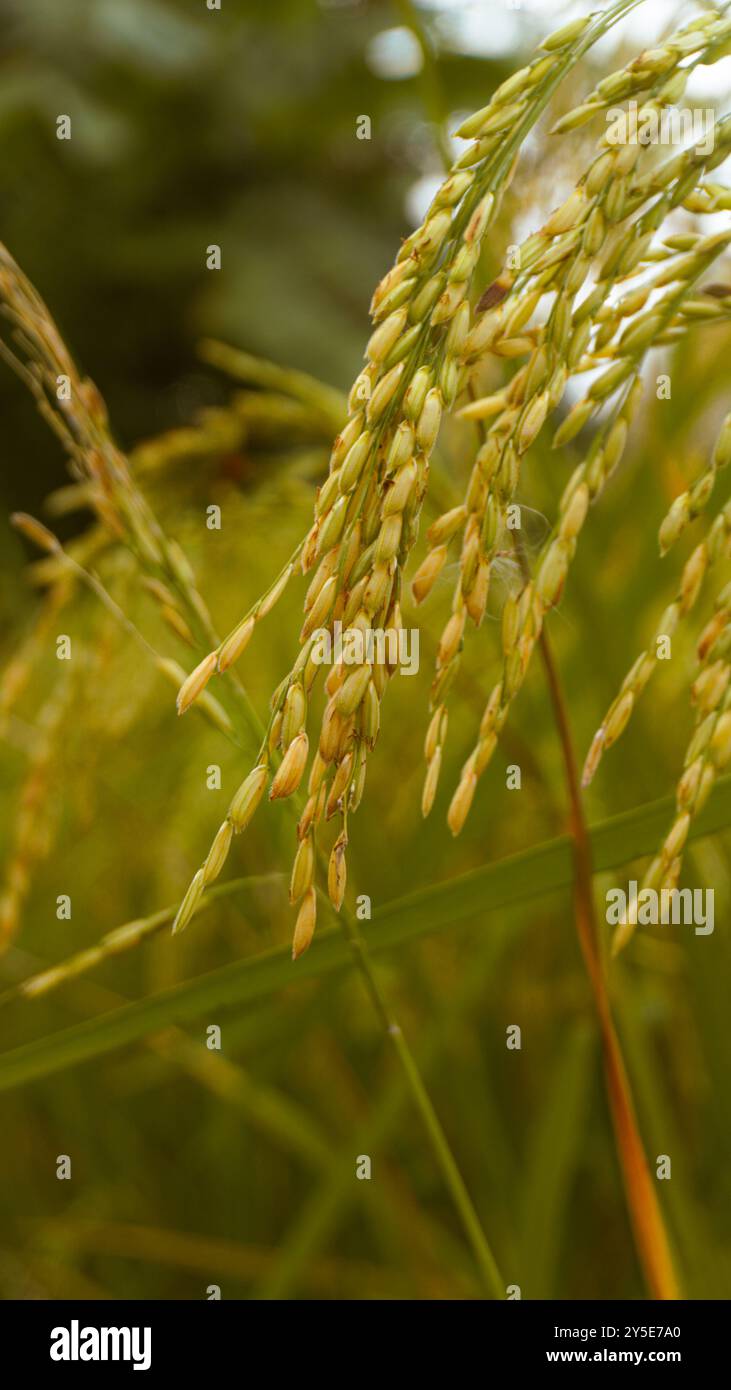 Golden rice fields. Closeup photo of ripe rice. Improved rice. Vast ...
