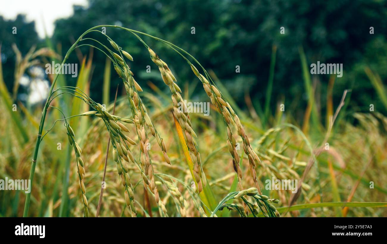Golden rice fields. Closeup photo of ripe rice. Improved rice. Vast ...