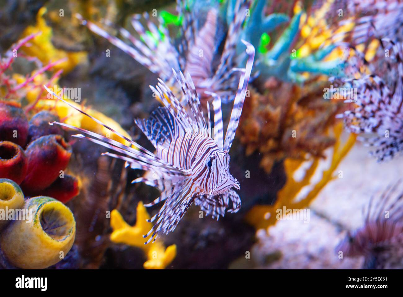 Bengaluru Karnataka India September 11 2024 Diverse Marine life and ...