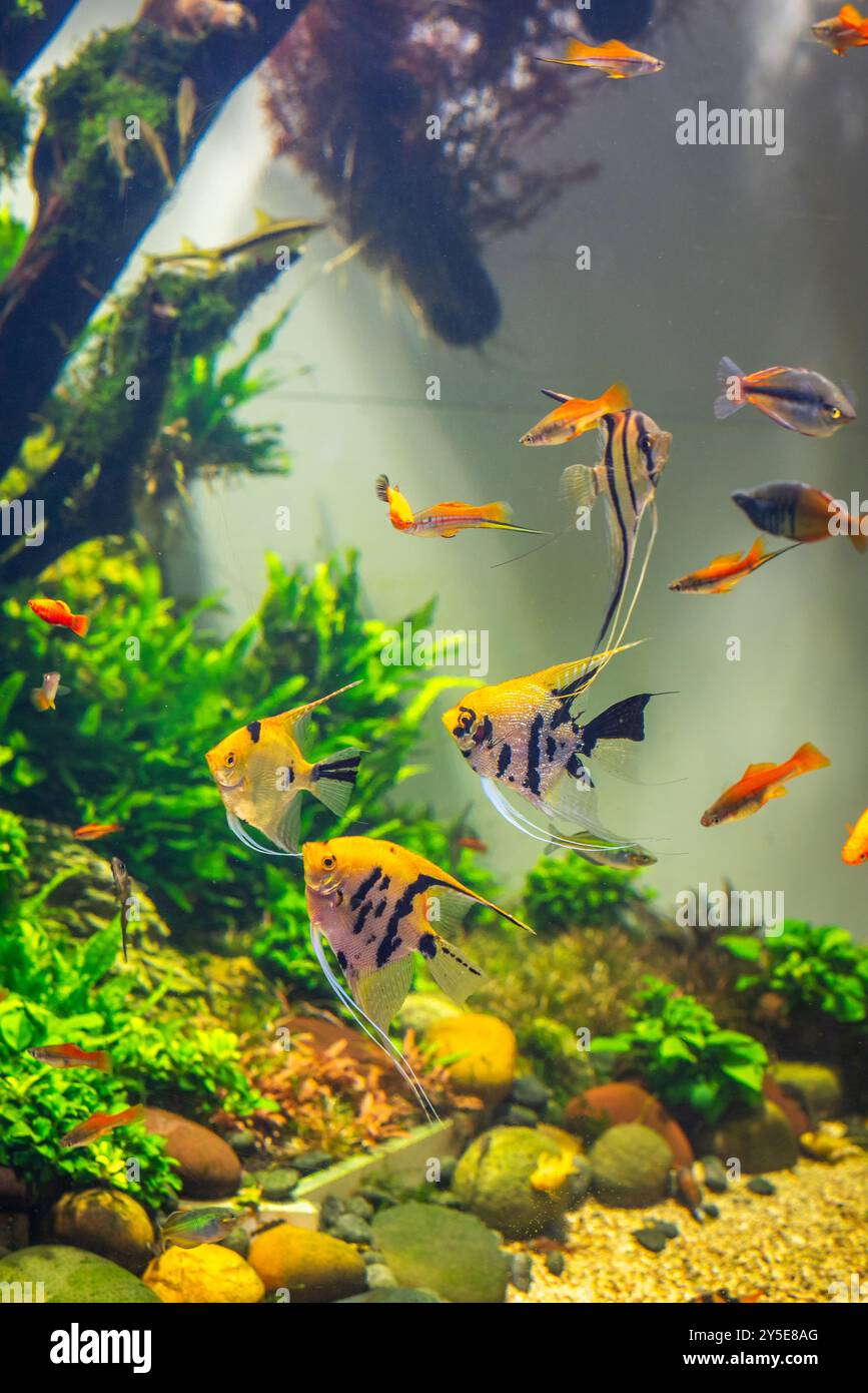 Bengaluru Karnataka India September 11 2024 Diverse Marine life and ...
