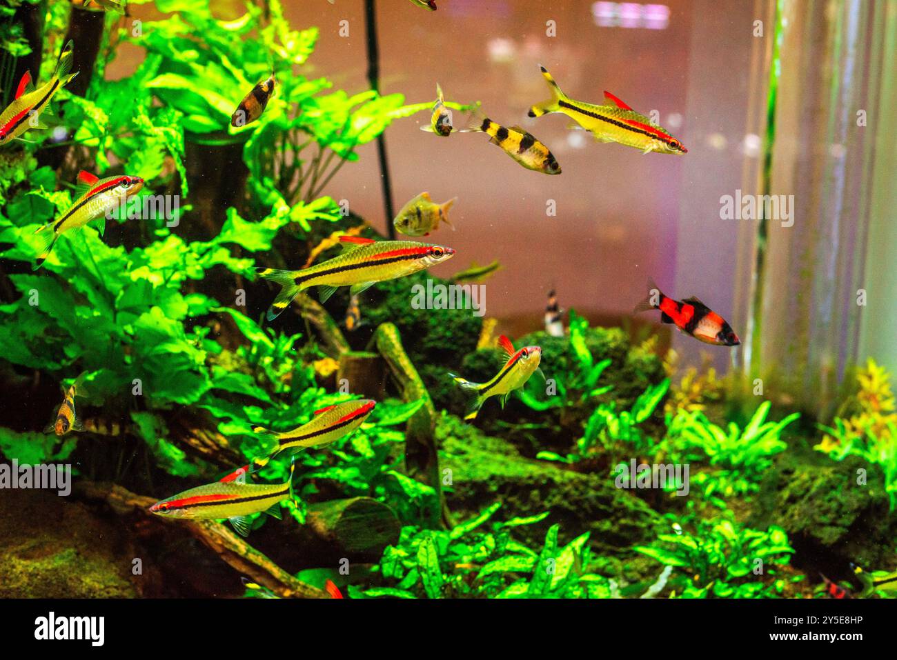 Bengaluru Karnataka India September 11 2024 Diverse Marine life and ...