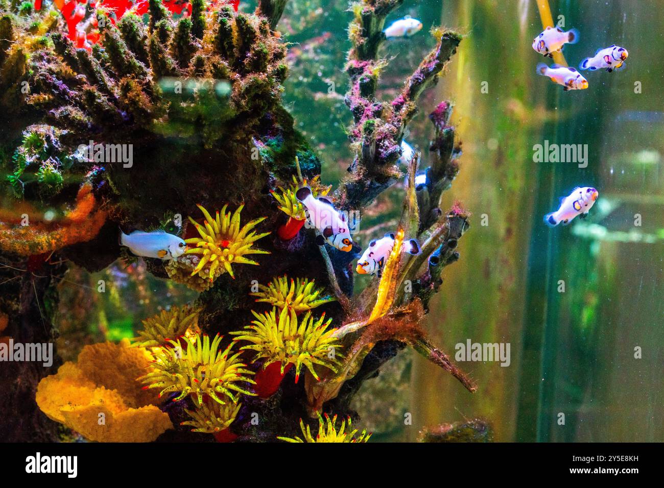 Bengaluru Karnataka India September 11 2024 Diverse Marine life and ...