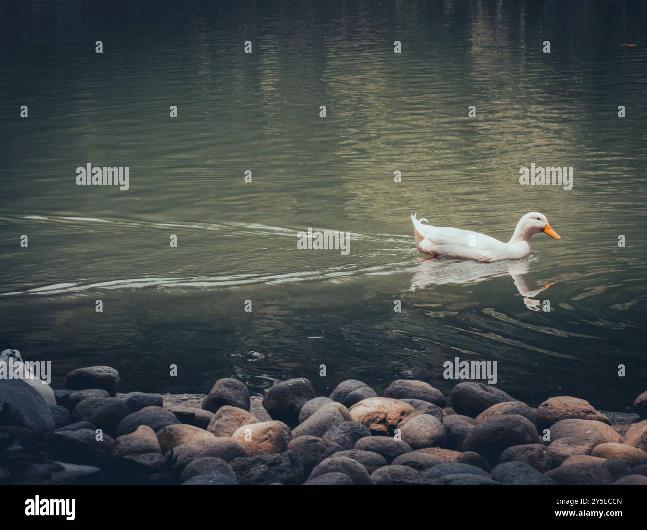 Peaceful scene ducks floating hi-res stock photography and images - Alamy