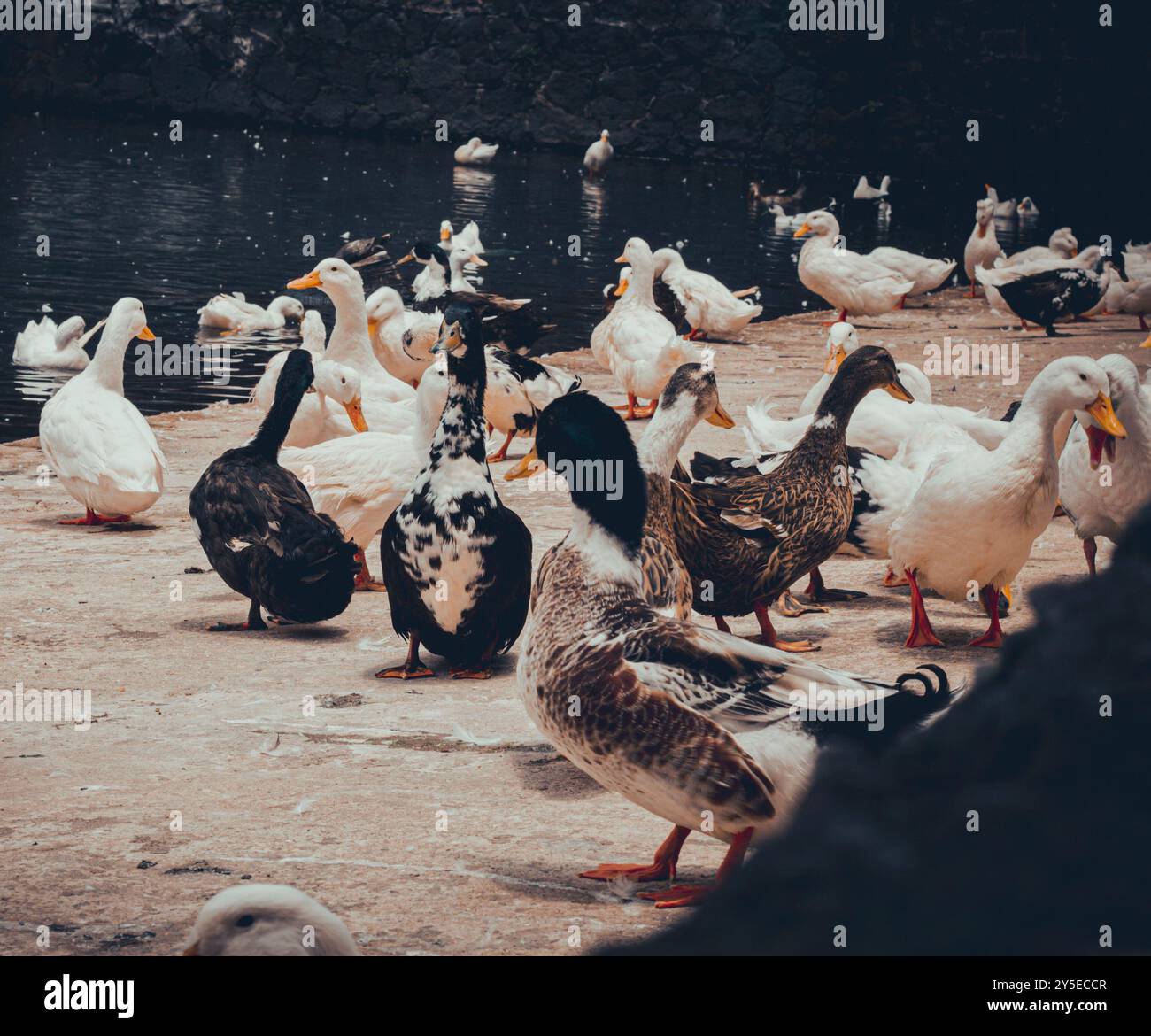 Watching wild ducks hi-res stock photography and images - Alamy