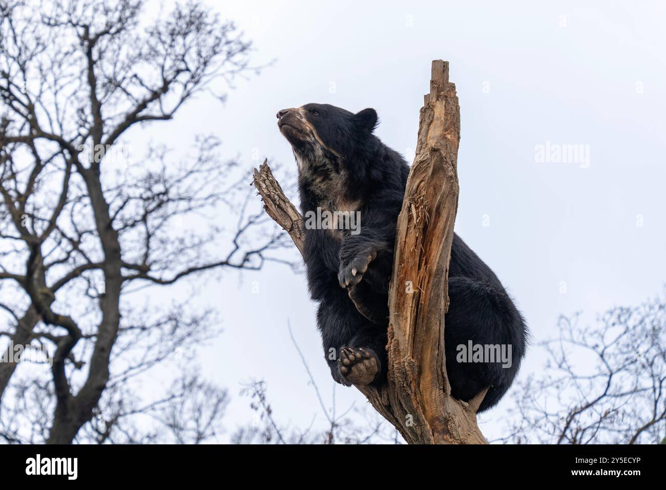 Andean bear in tree hi-res stock photography and images - Alamy