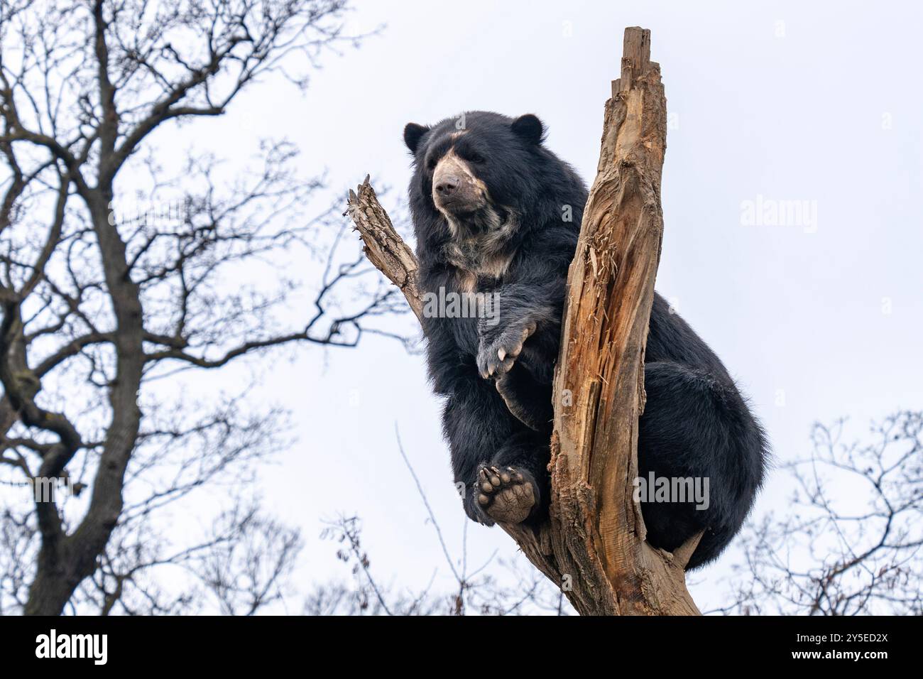 Spectacled bear tremarctos ornatus in tree hi-res stock photography and ...