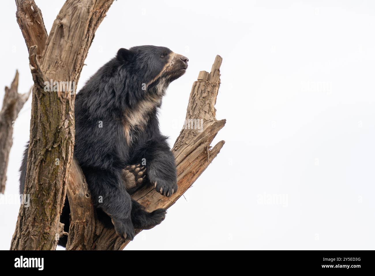 Spectacled bear tremarctos ornatus in tree hi-res stock photography and ...