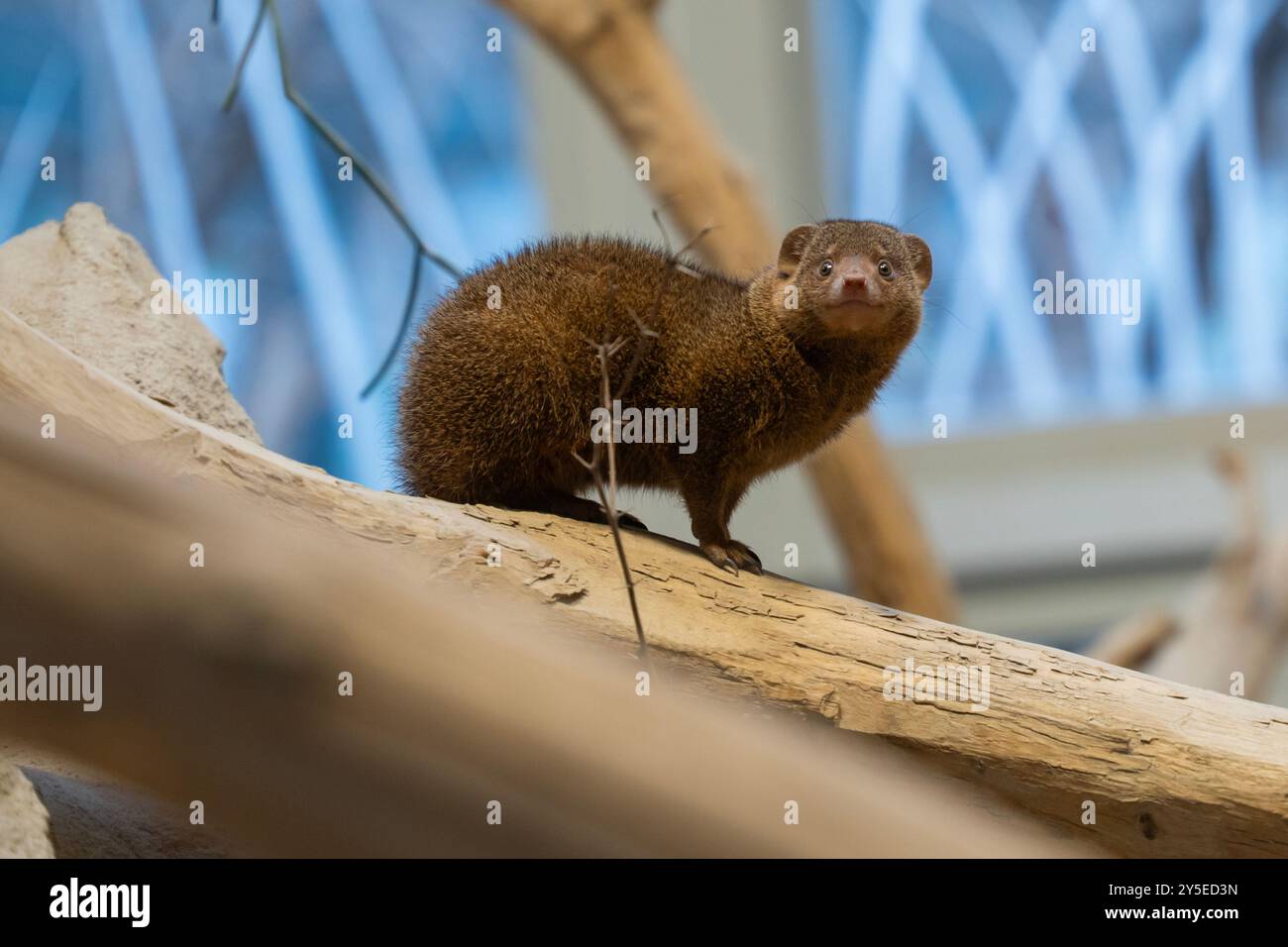 Common dwarf mongoose (Helogale parvula) sits on a tree branch and ...