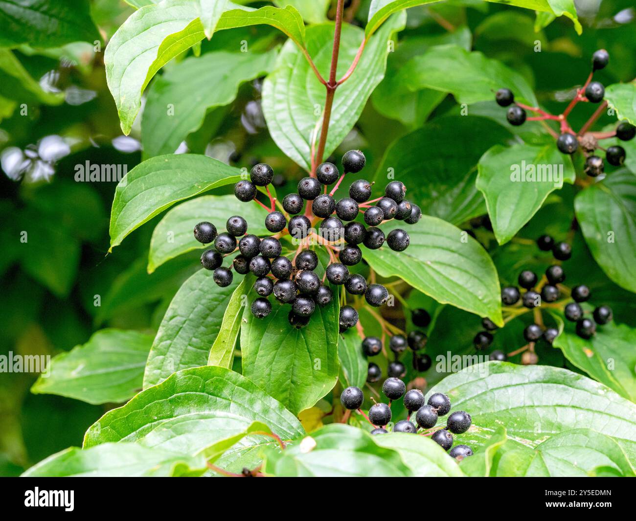 Black Cornus sanguinea dogwood berries and green leaves Stock Photo - Alamy
