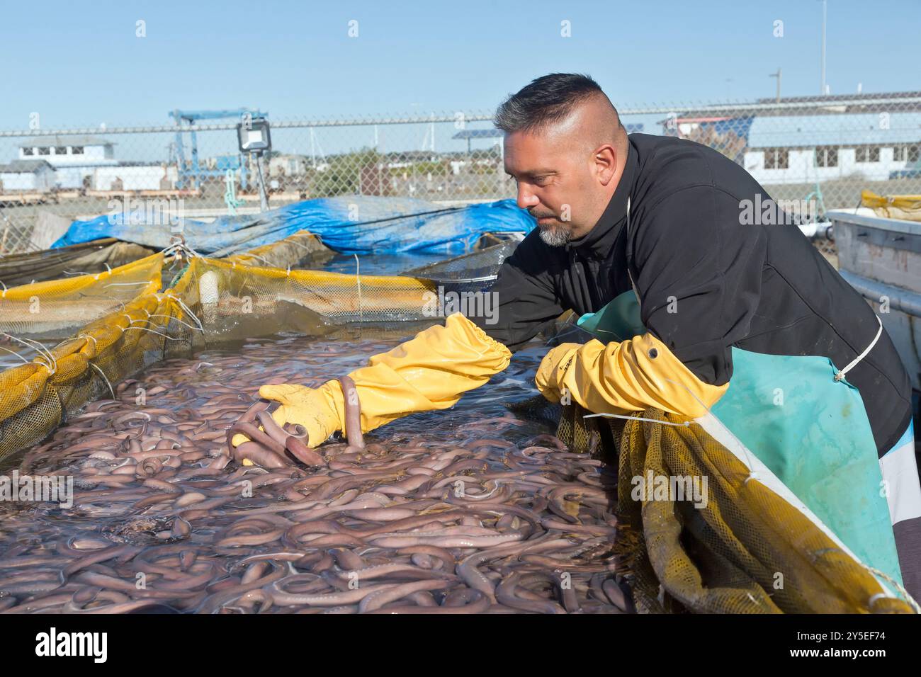 Palezonic fish hi-res stock photography and images - Alamy