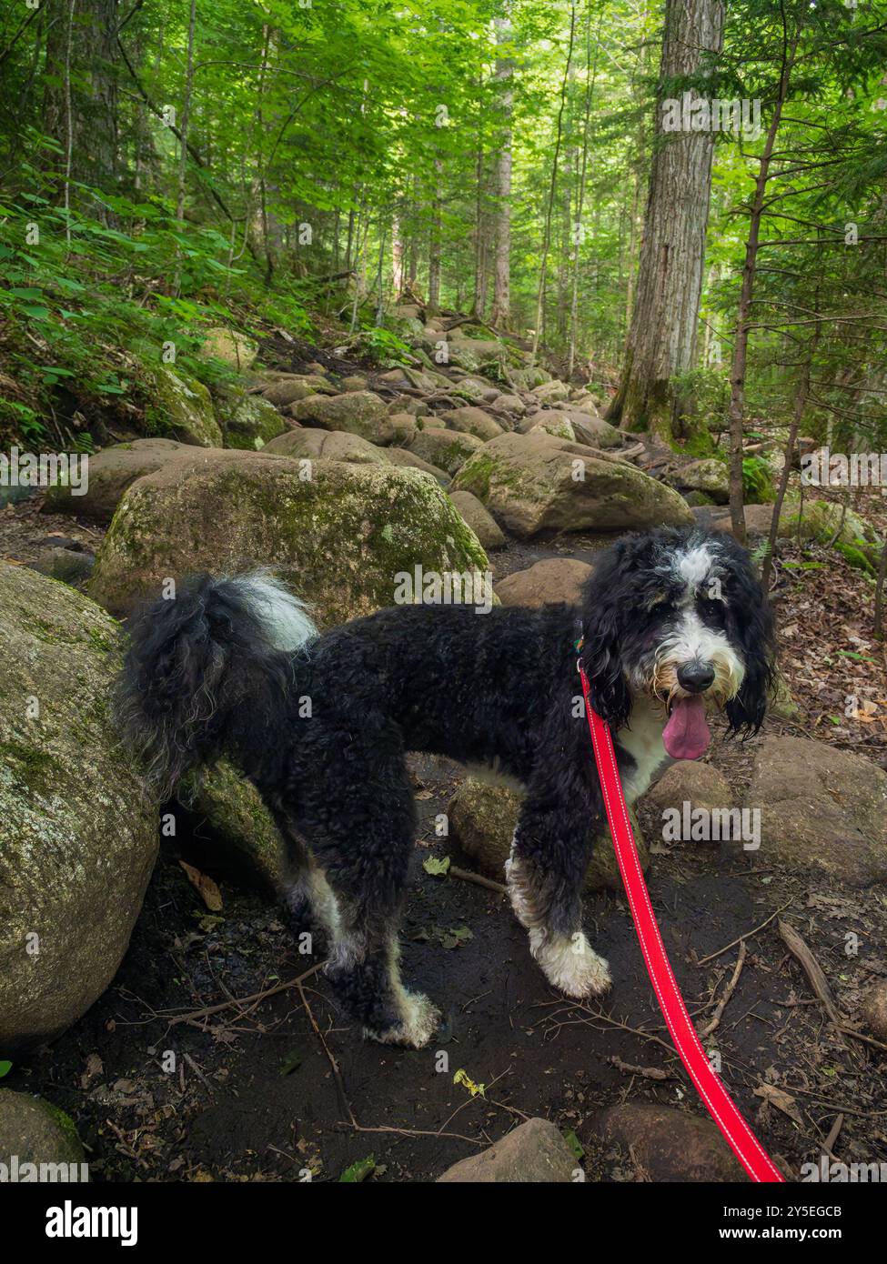 Bernedoodle dog with red leash on his way up the rocky trail to Cascade ...