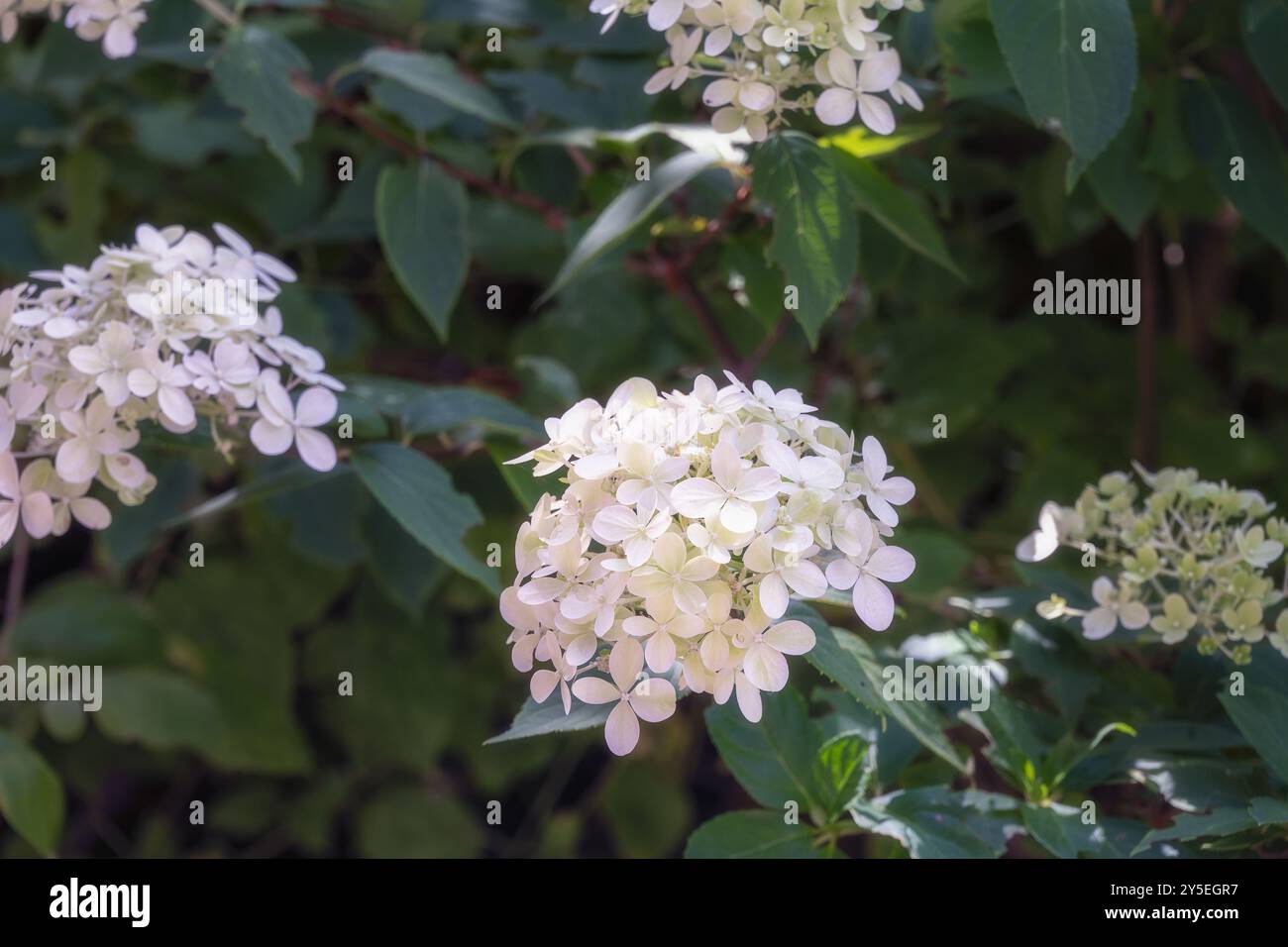 White flowers of Hydrangea Paniculata or panicle hydrangea in summer ...