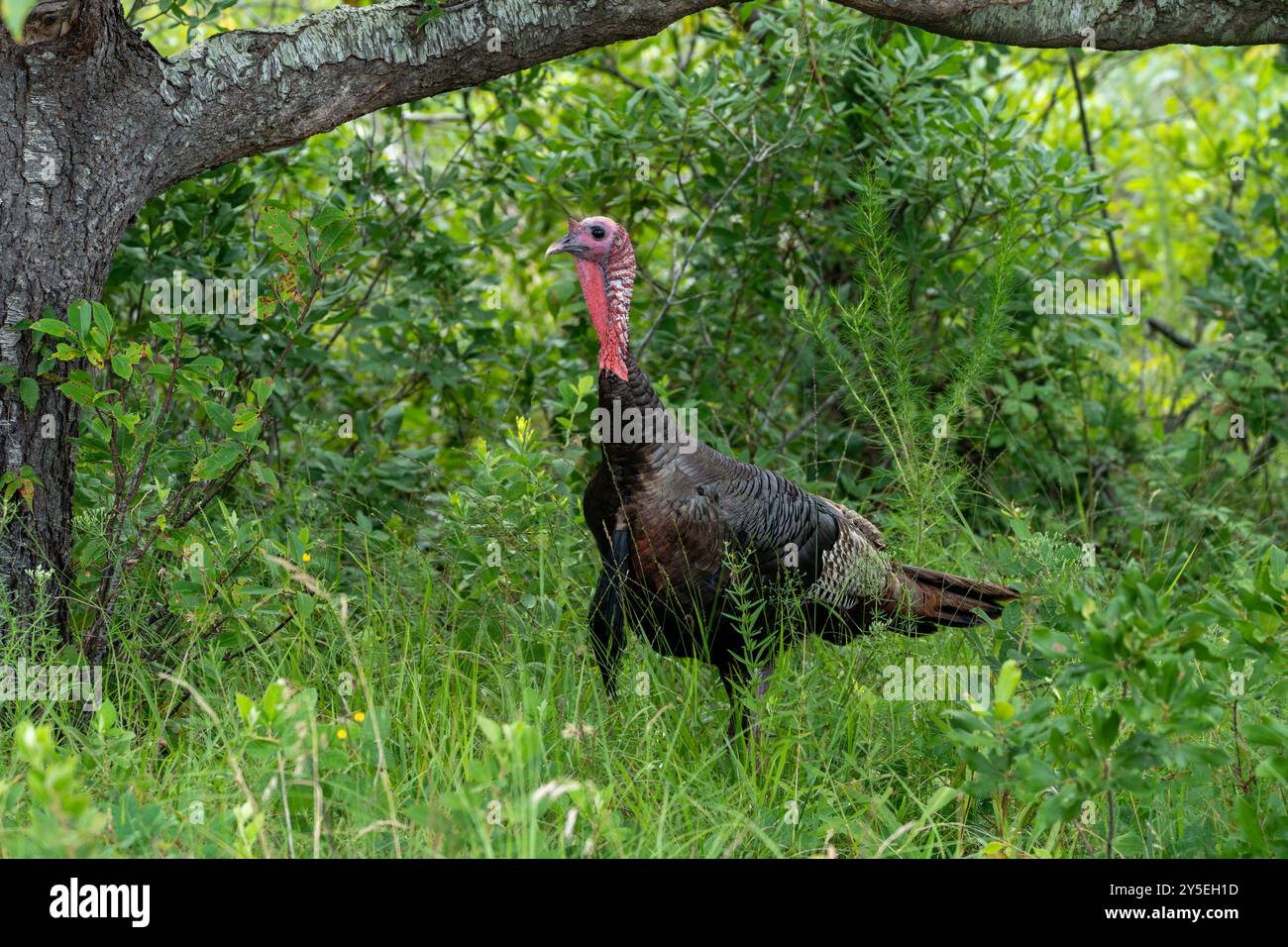 Wild male turkey with visible waddle and beard walks through grasses ...