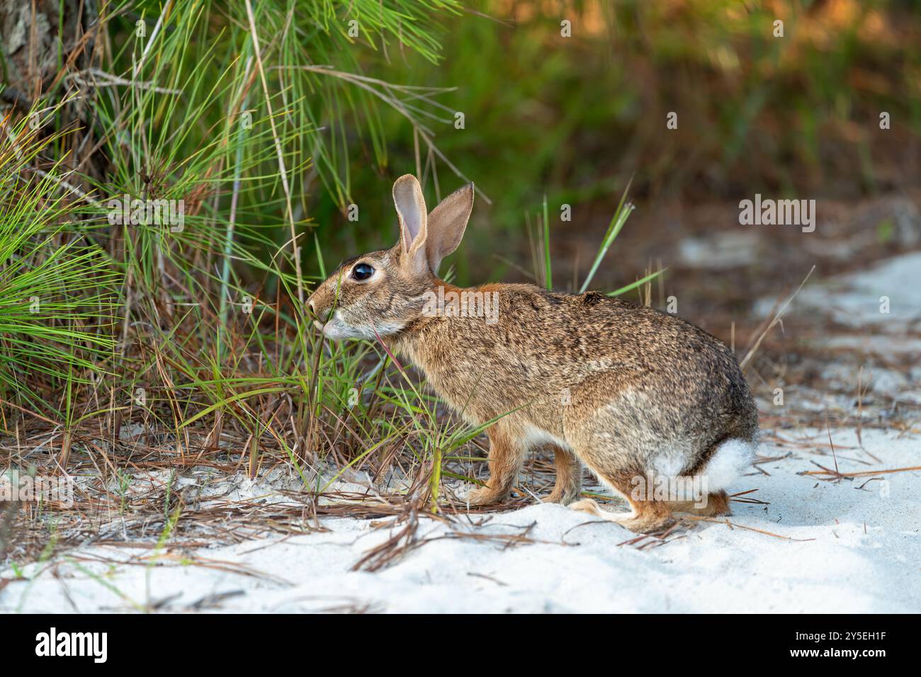 Wild rabbit eating plants on Assateague island, with sand underneath ...