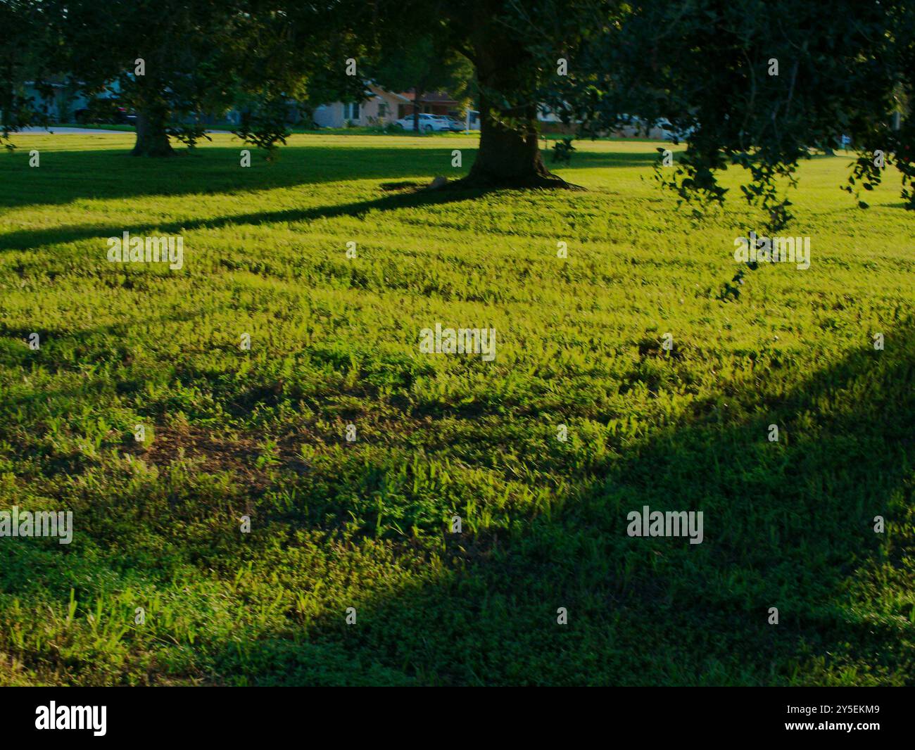 Framed with tree limbs Low Wide view across bright green grass and ...