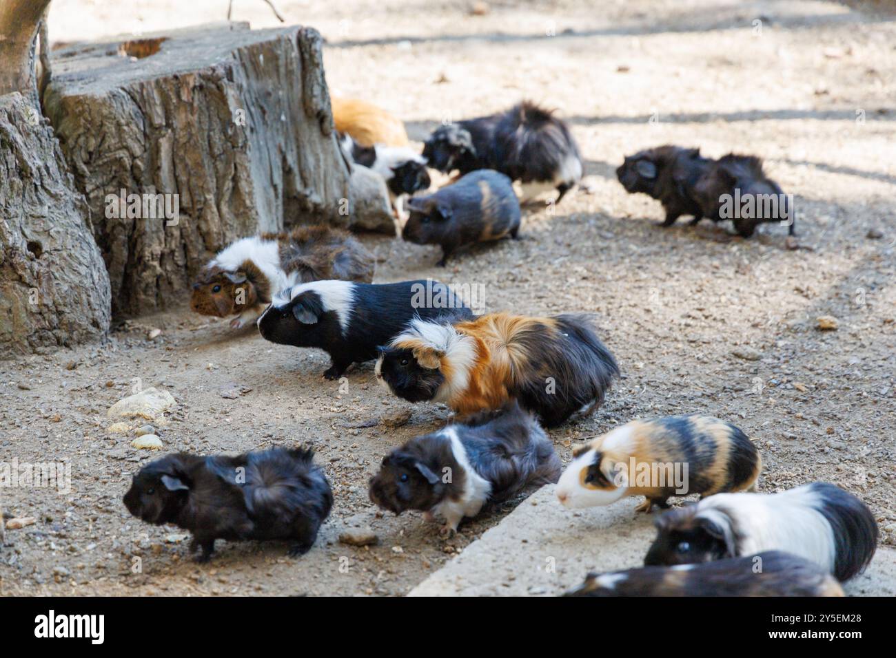 A lively group of guinea pigs explores their outdoor habitat, foraging ...