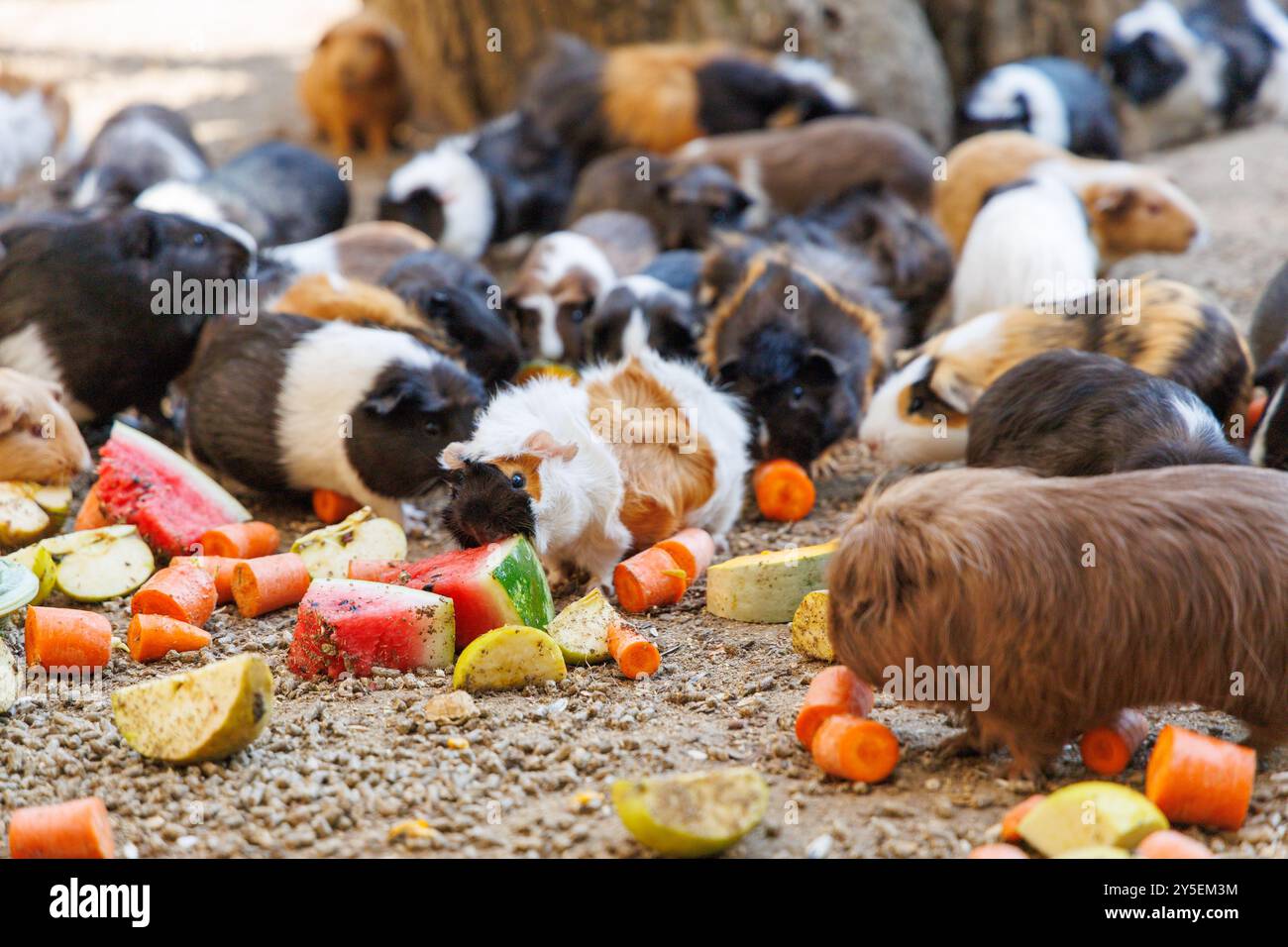 A group of guinea pigs roam around in an outdoor area, enjoying the ...