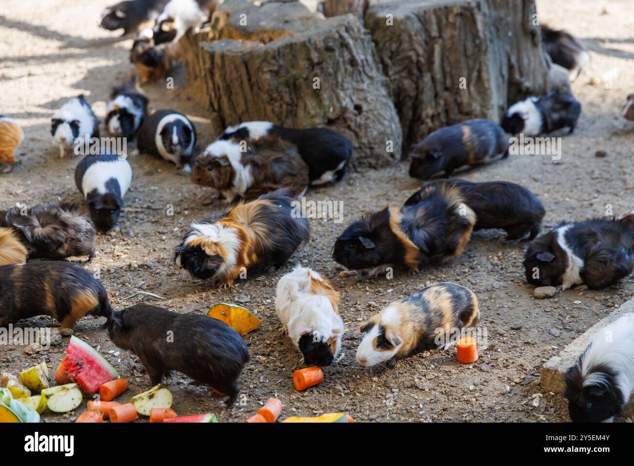 A group of guinea pigs of various colors and patterns is roaming on ...