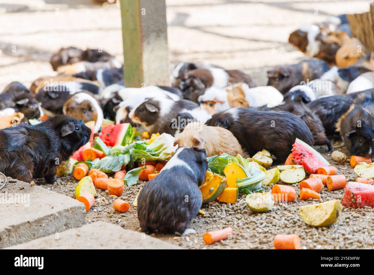 A vibrant gathering of guinea pigs feasting on an assortment of fruits ...
