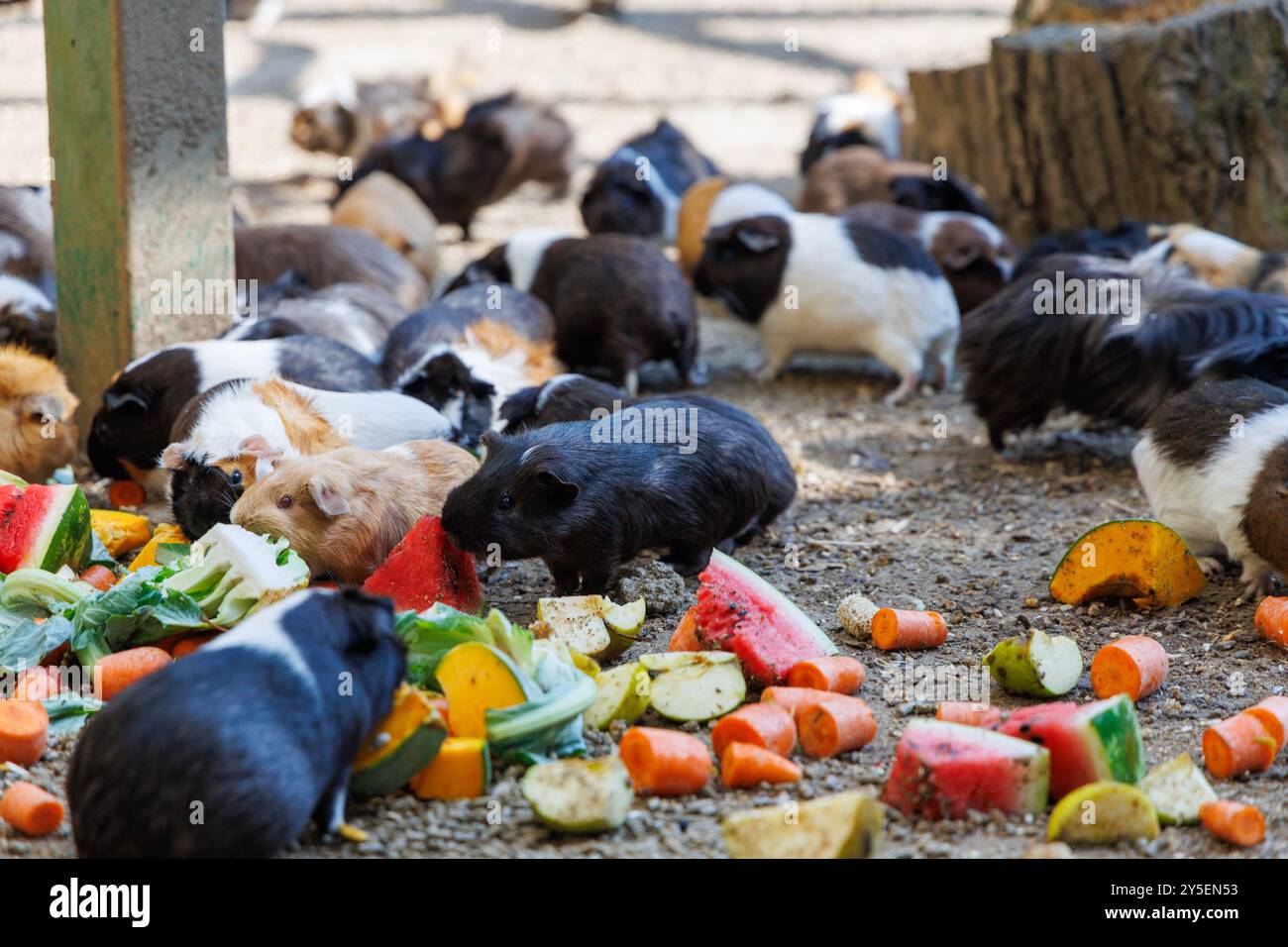 A group of guinea pigs of various colors forages among fresh vegetables ...