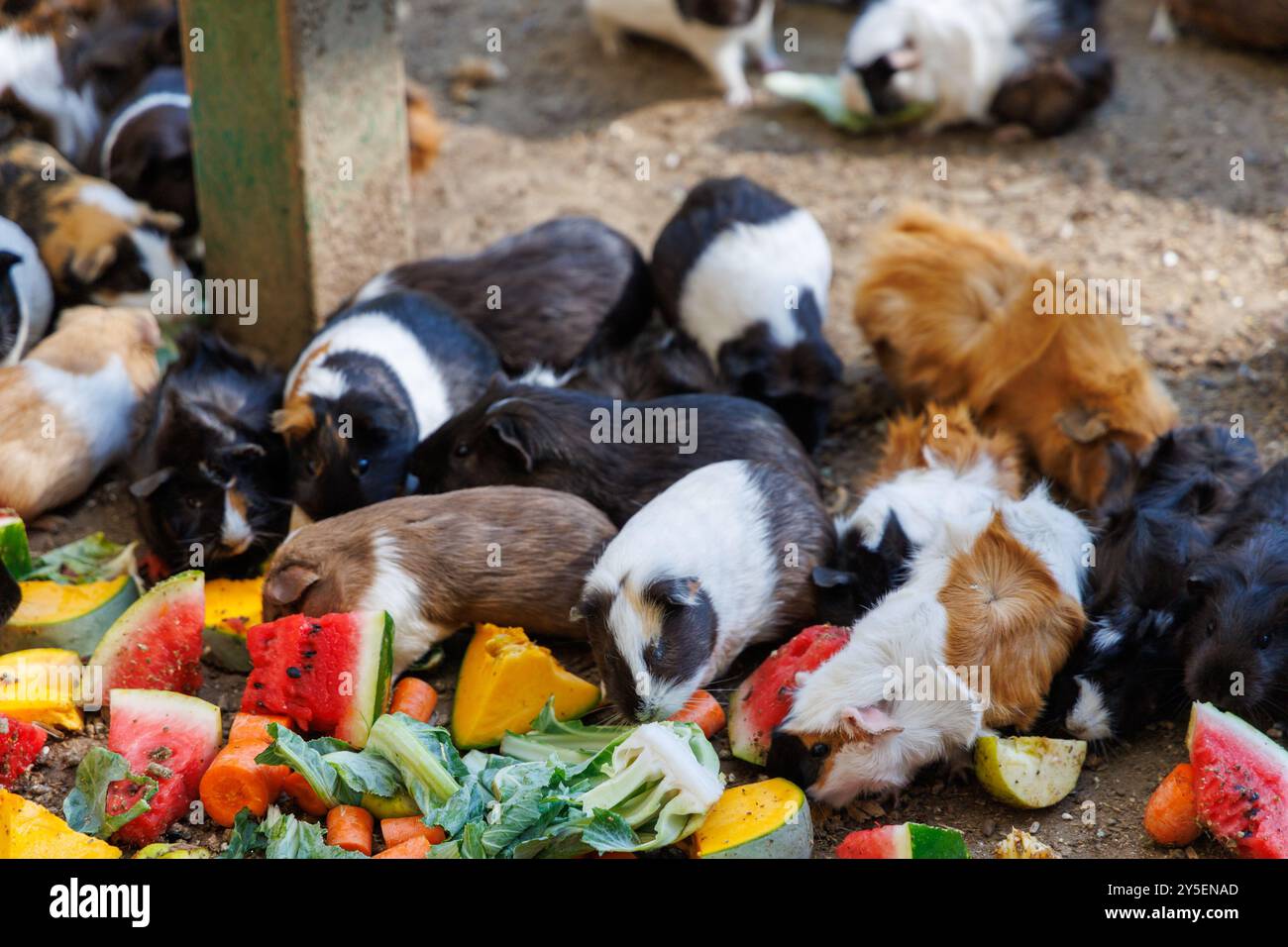 A large group of guinea pigs happily munches on assorted fresh fruits ...