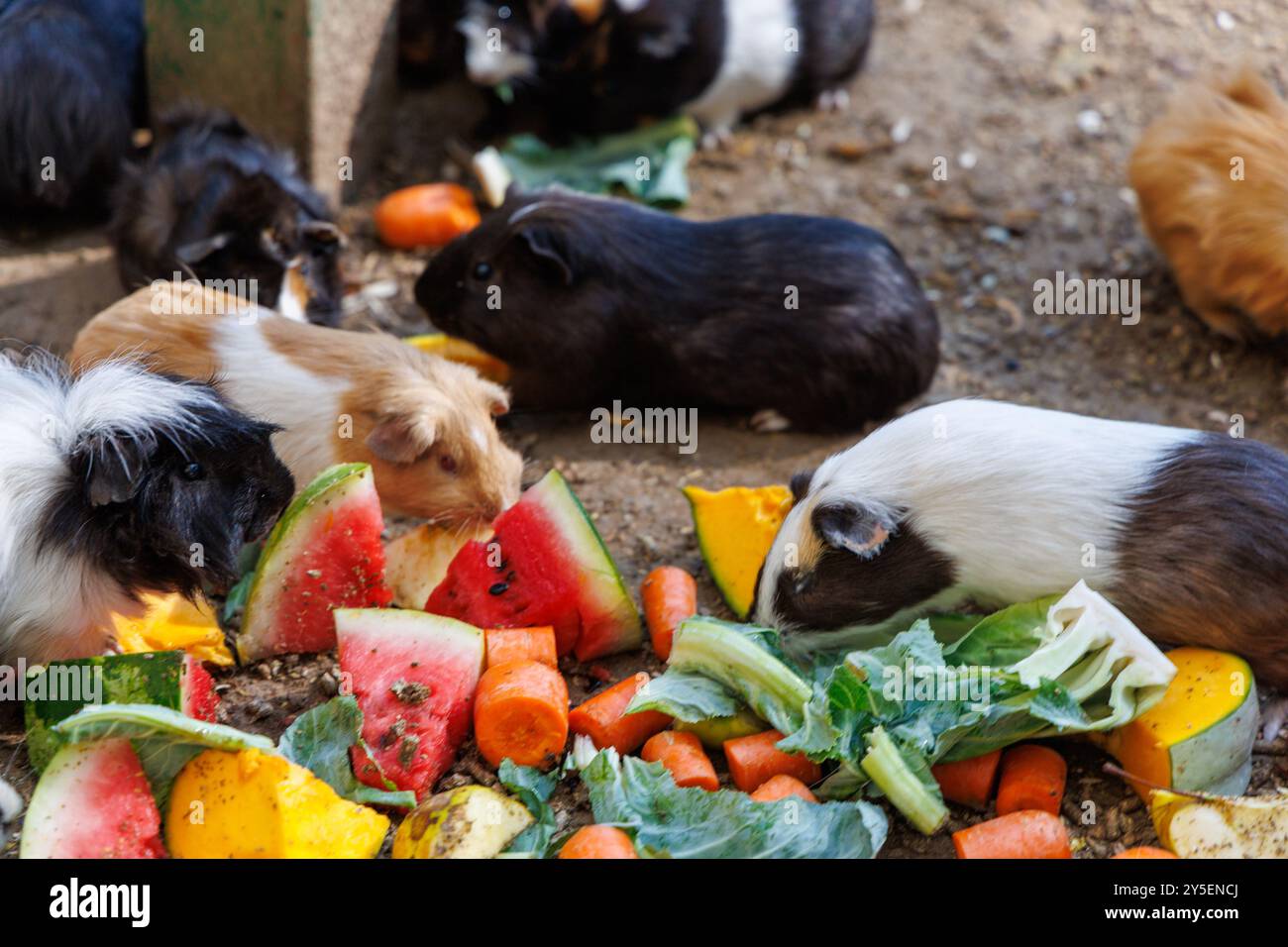 A group of guinea pigs of various colors and sizes happily munches on ...