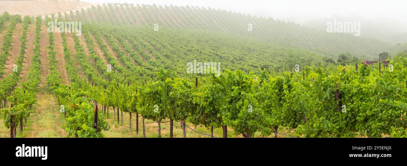 Beautiful Grape Vineyard Landscape Banner Stock Photo - Alamy