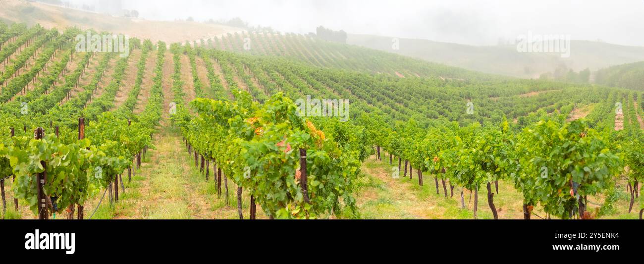 Beautiful Grape Vineyard Landscape Banner Stock Photo - Alamy