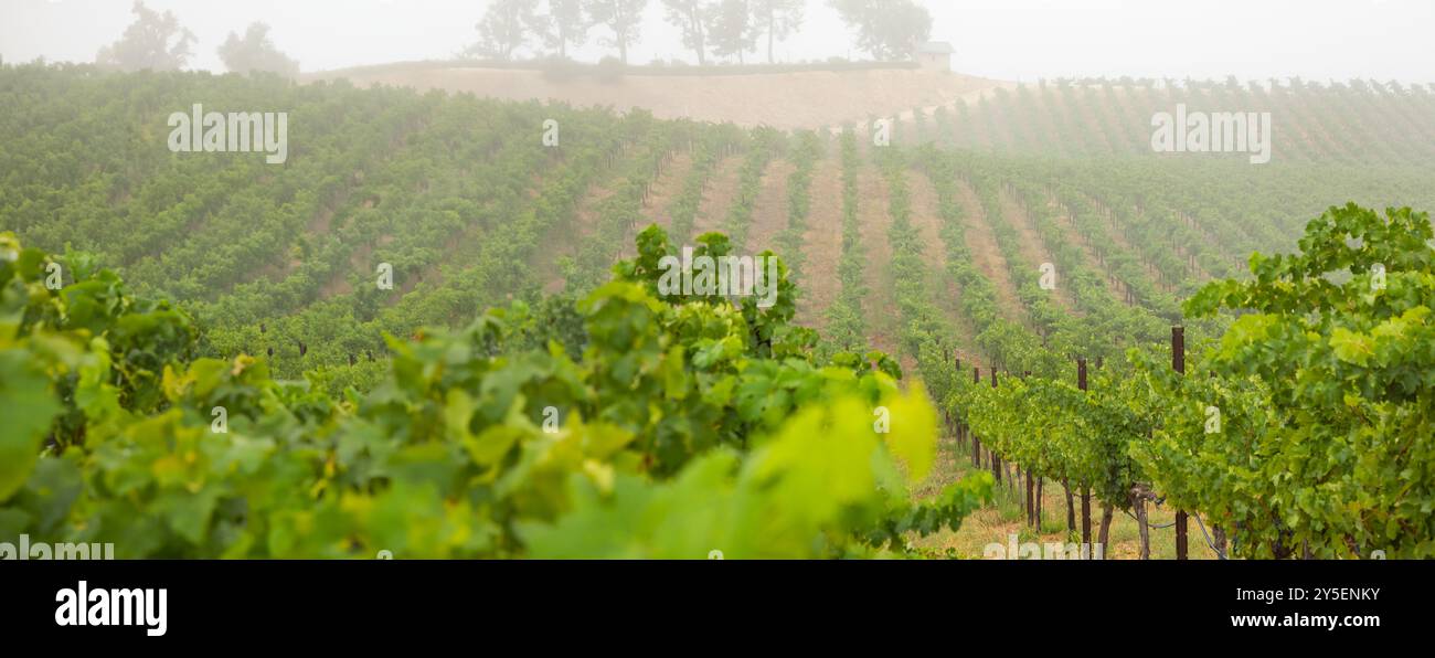 Beautiful Grape Vineyard Landscape Banner Stock Photo - Alamy