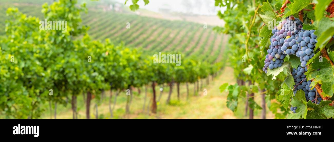 Beautiful grape vineyard landscape hi-res stock photography and images ...