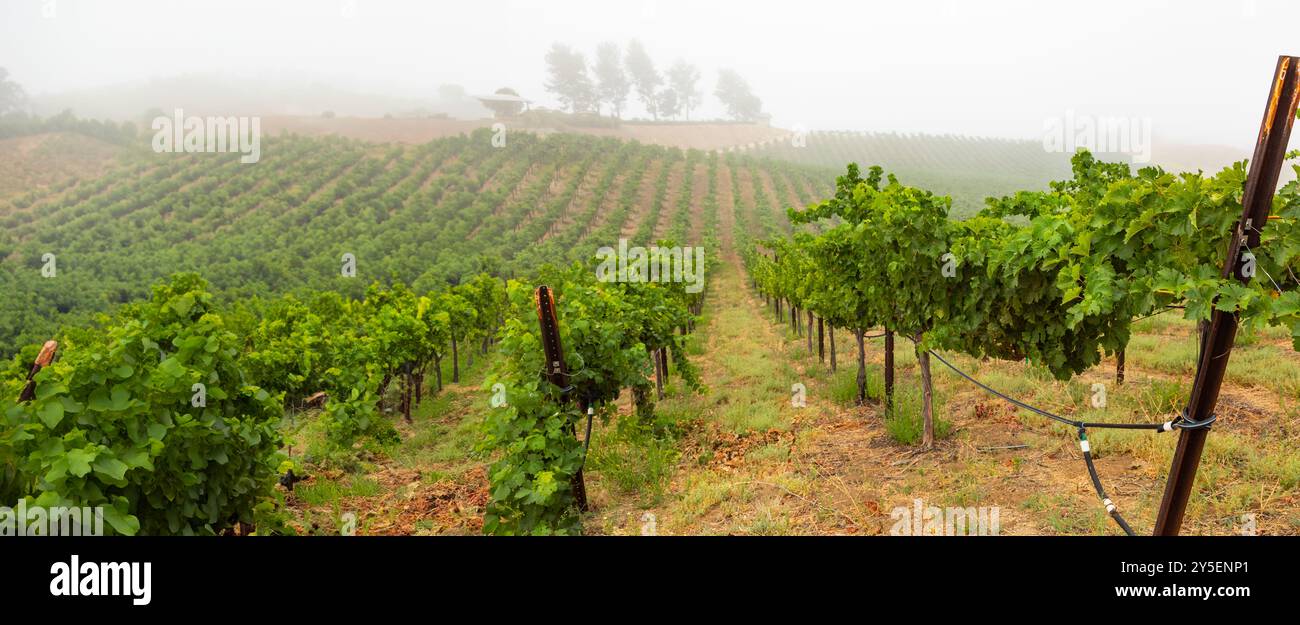 Beautiful Grape Vineyard Landscape Banner Stock Photo - Alamy