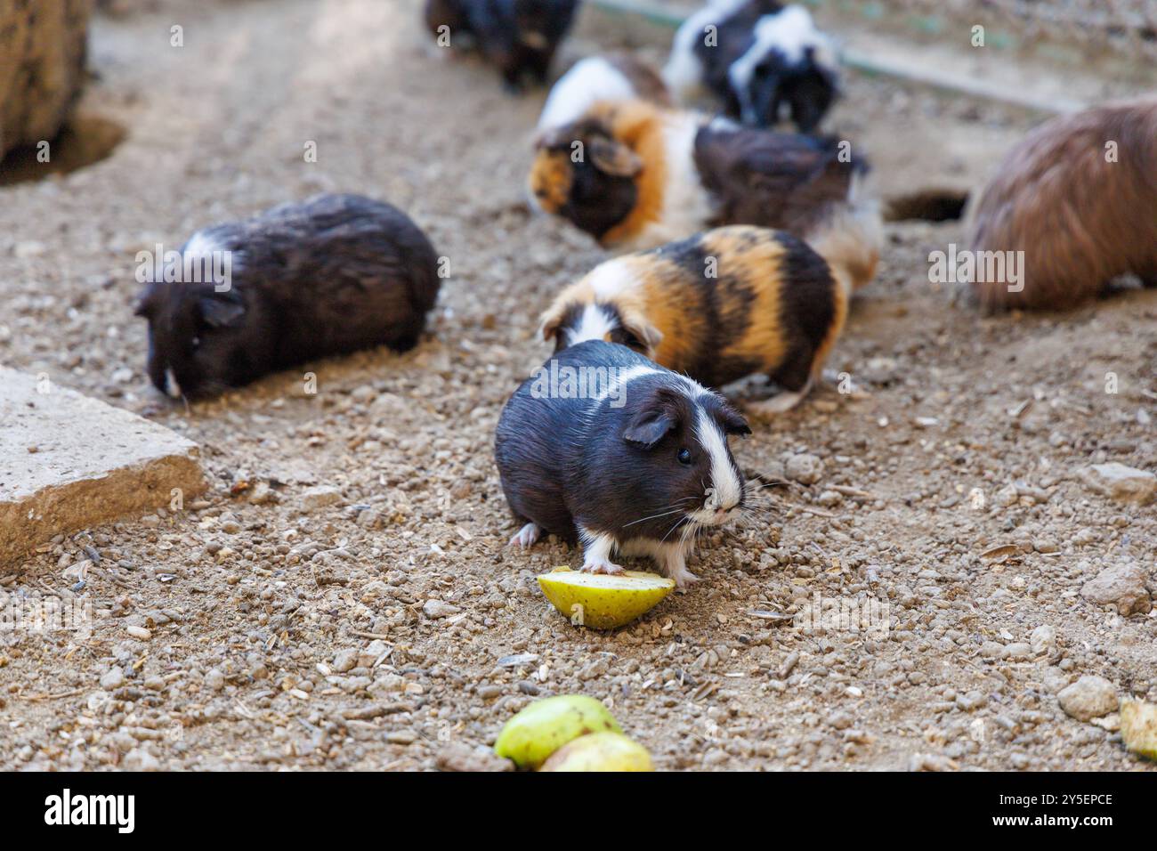 Several guinea pigs explore their outdoor enclosure, interacting ...