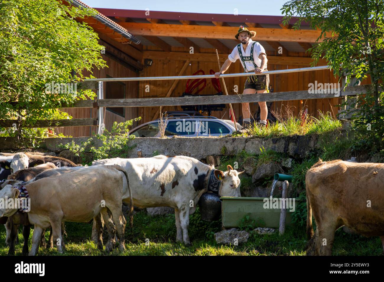 21.09.2024, Deutschland, Bayern, Allgäu: Viehscheid, Almabtrieb in ...