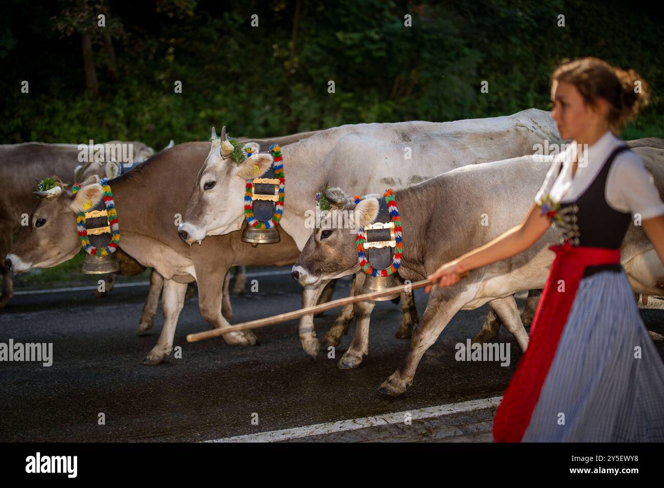 Viehparade hi-res stock photography and images - Alamy