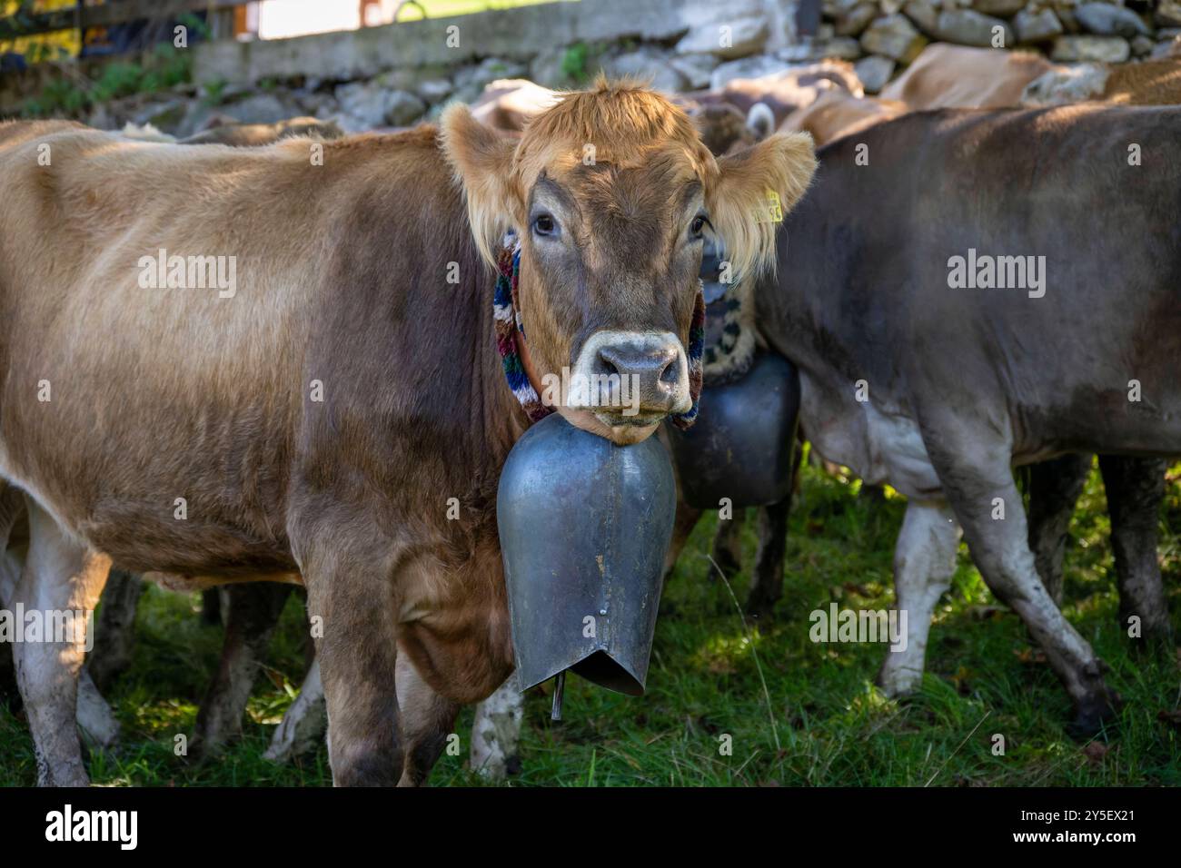 21.09.2024, Deutschland, Bayern, Allgäu: Viehscheid, Almabtrieb in ...